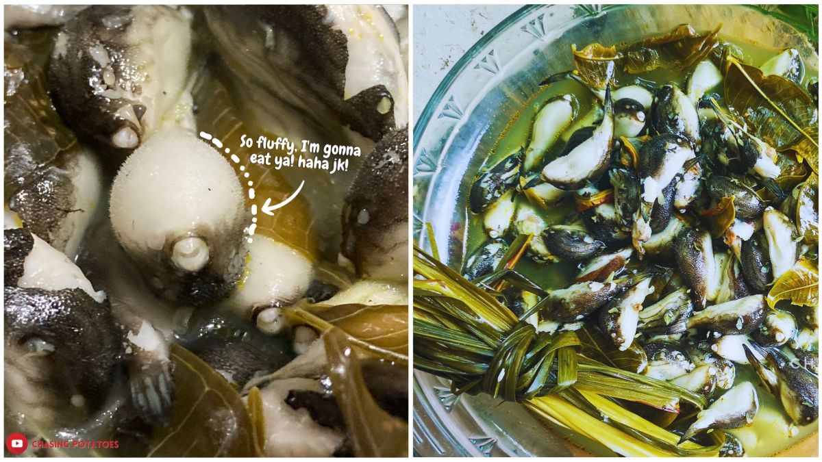 Loko-Loko: A Pufferfish Delicacy with a Zing in Bantayan Island – The ...